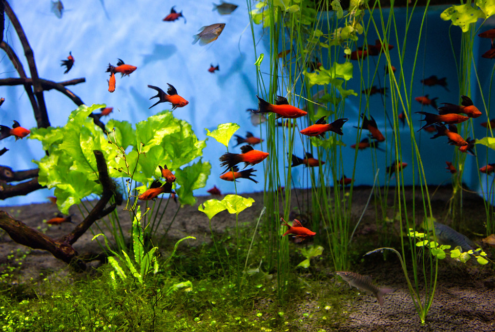 Wszystko o rybach i akwariach |Fera.pl
